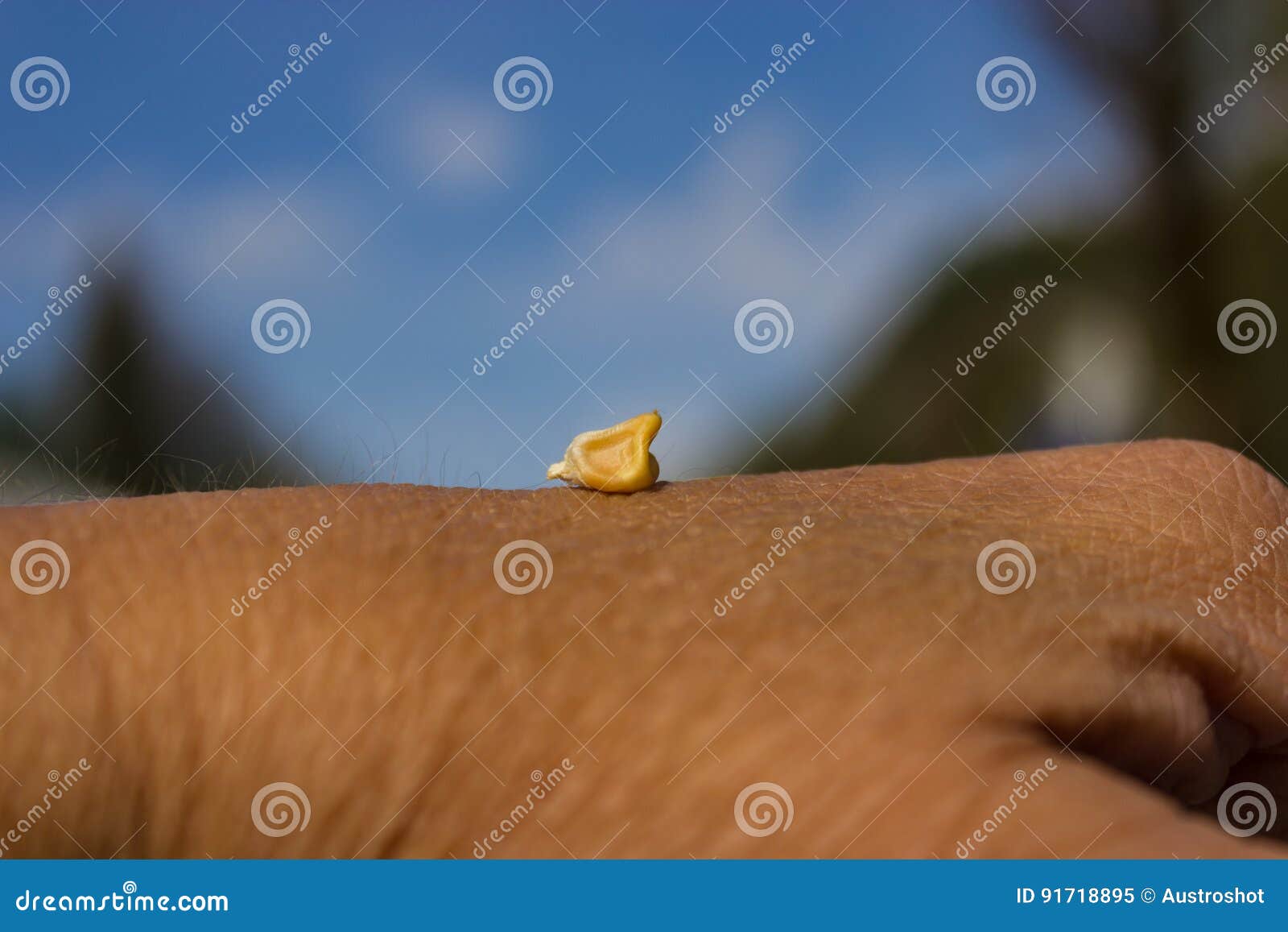 Dried Corn Kernel on the Back on the Hand Stock Image - Image of ...