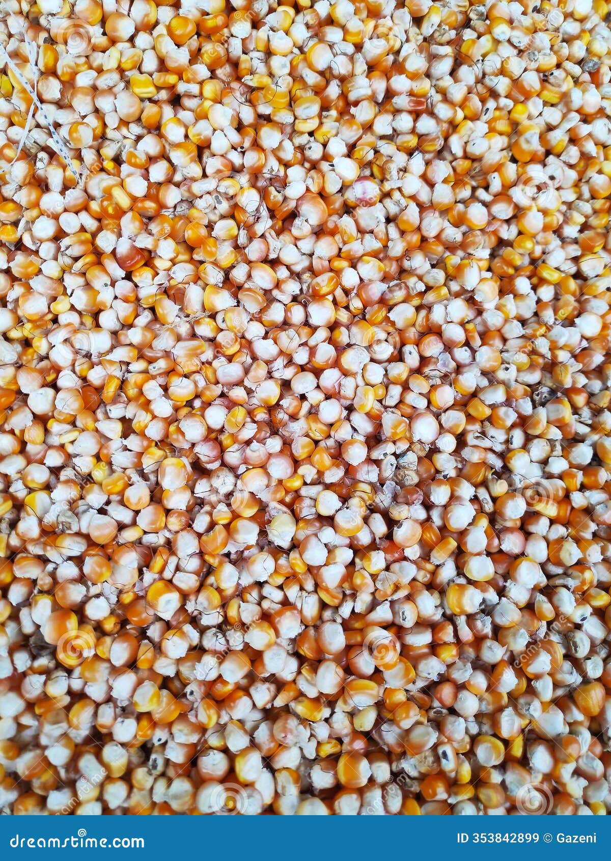 Dried Corn Kernels for Agricultural Use Stock Image - Image of food ...