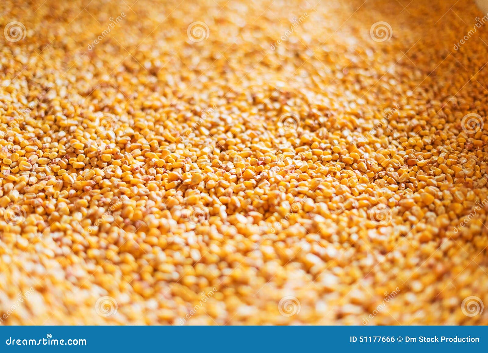 Dried corn kernels. stock photo. Image of agricultural - 51177666