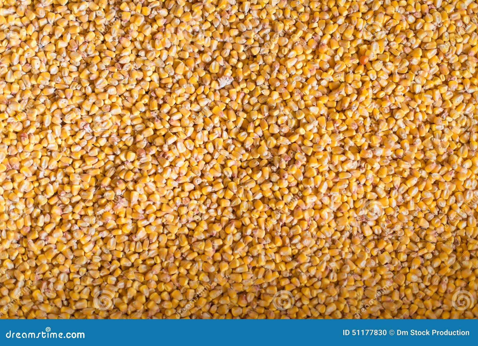 Dried corn kernels. stock photo. Image of agricultural - 51177830