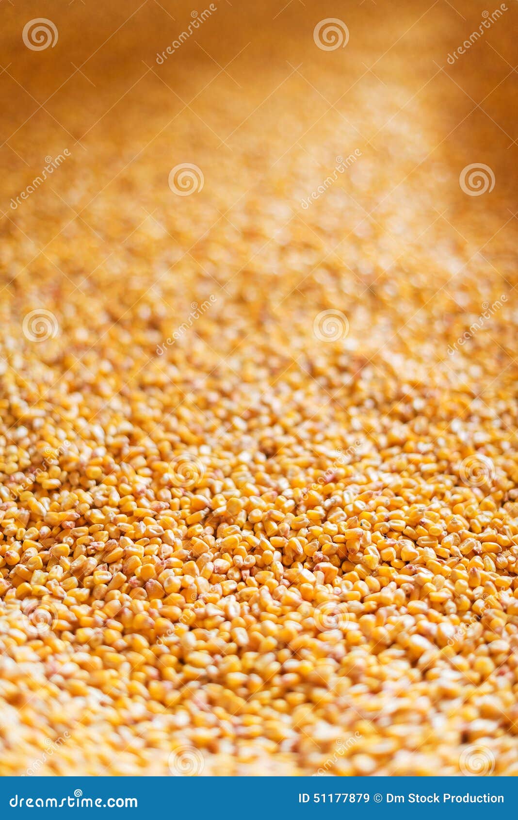Dried corn kernels. stock image. Image of farm, closeup - 51177879
