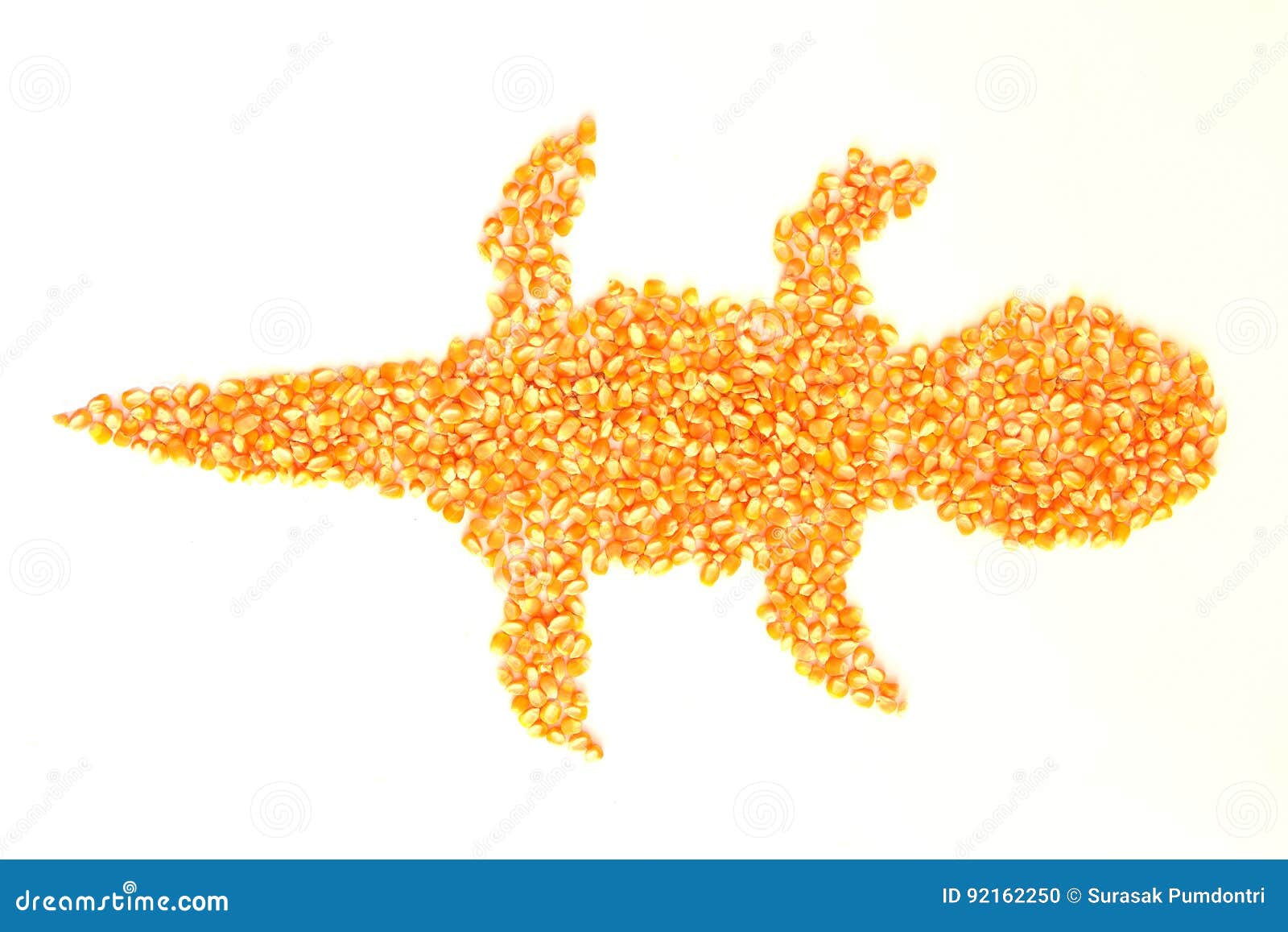 The Dried Corn Kernels are Placed in an Gecko. Stock Photo - Image of ...