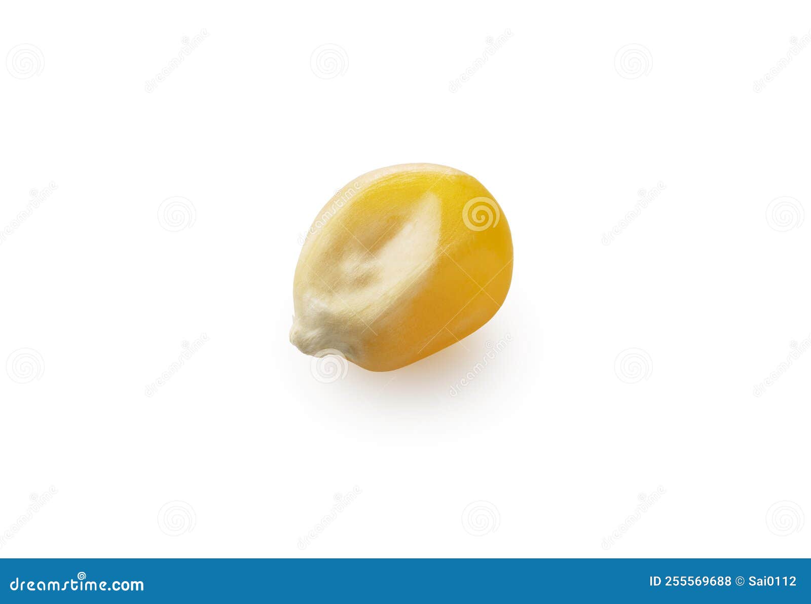 Dried Corn Kernels Placed on White Background Stock Photo - Image of ...