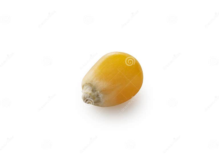 Dried Corn Kernels Placed on White Background Stock Image - Image of ...