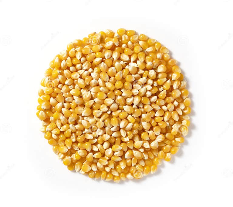 Dried Corn Kernels Placed on a White Background. Corn for Popcorn Stock ...