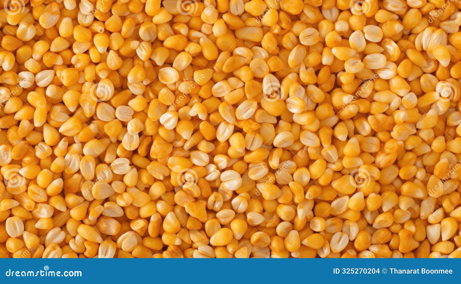 Dried Corn Kernels for Popcorn Stock Illustration - Illustration of ...
