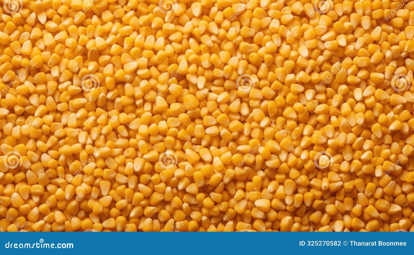 Dried Corn Kernels for Popcorn Stock Illustration - Illustration of ...