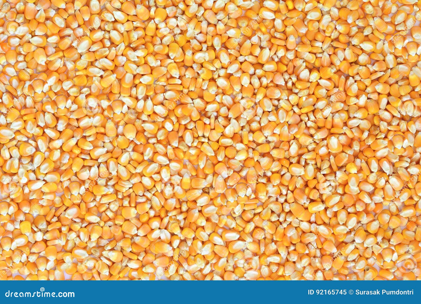 Dried corn kernels stock image. Image of full, space - 92165745
