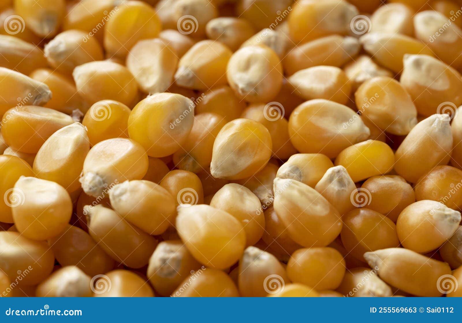 Dried Corn Kernels Throughout the Screen Stock Image - Image of ...