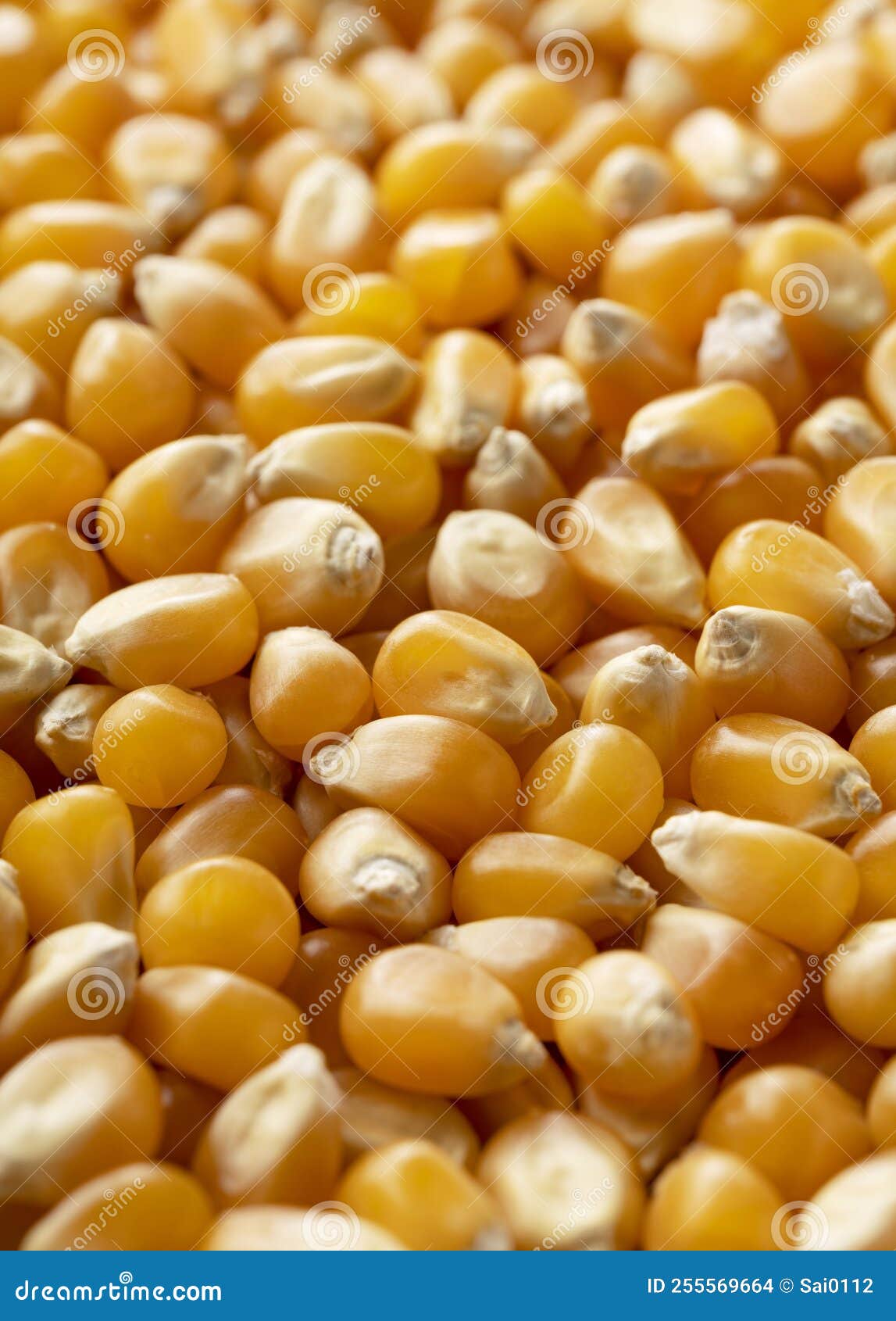 Dried Corn Kernels Throughout the Screen Stock Photo - Image of kernels ...