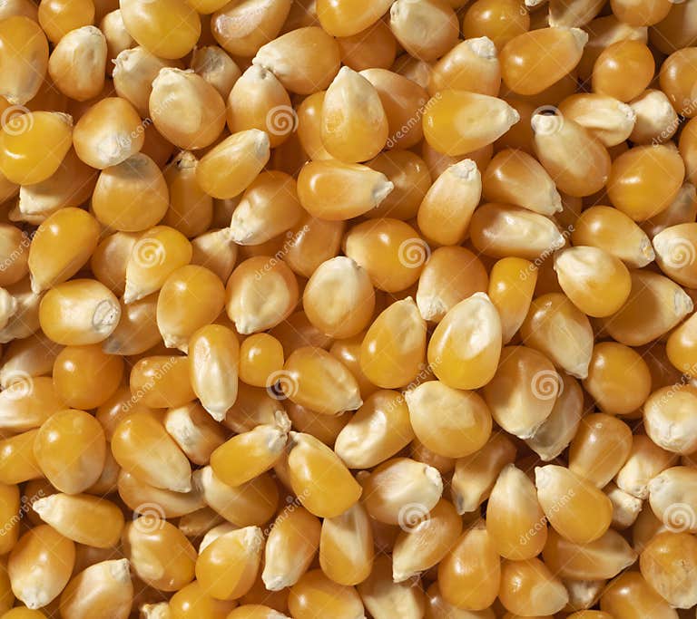 Dried Corn Kernels Throughout the Screen Stock Image - Image of closeup ...