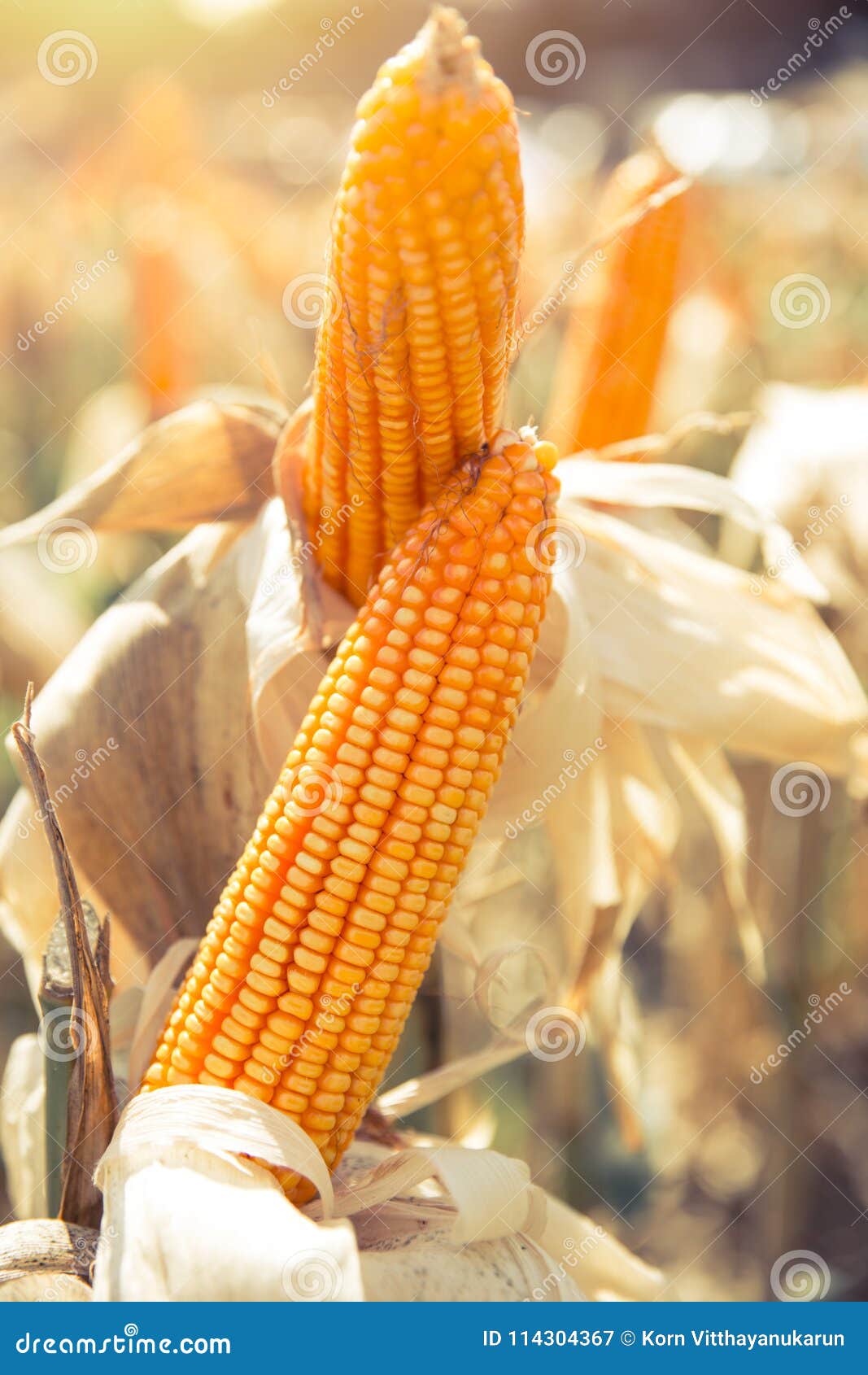Dried corn maize crops stock image. Image of harvesting - 114304367