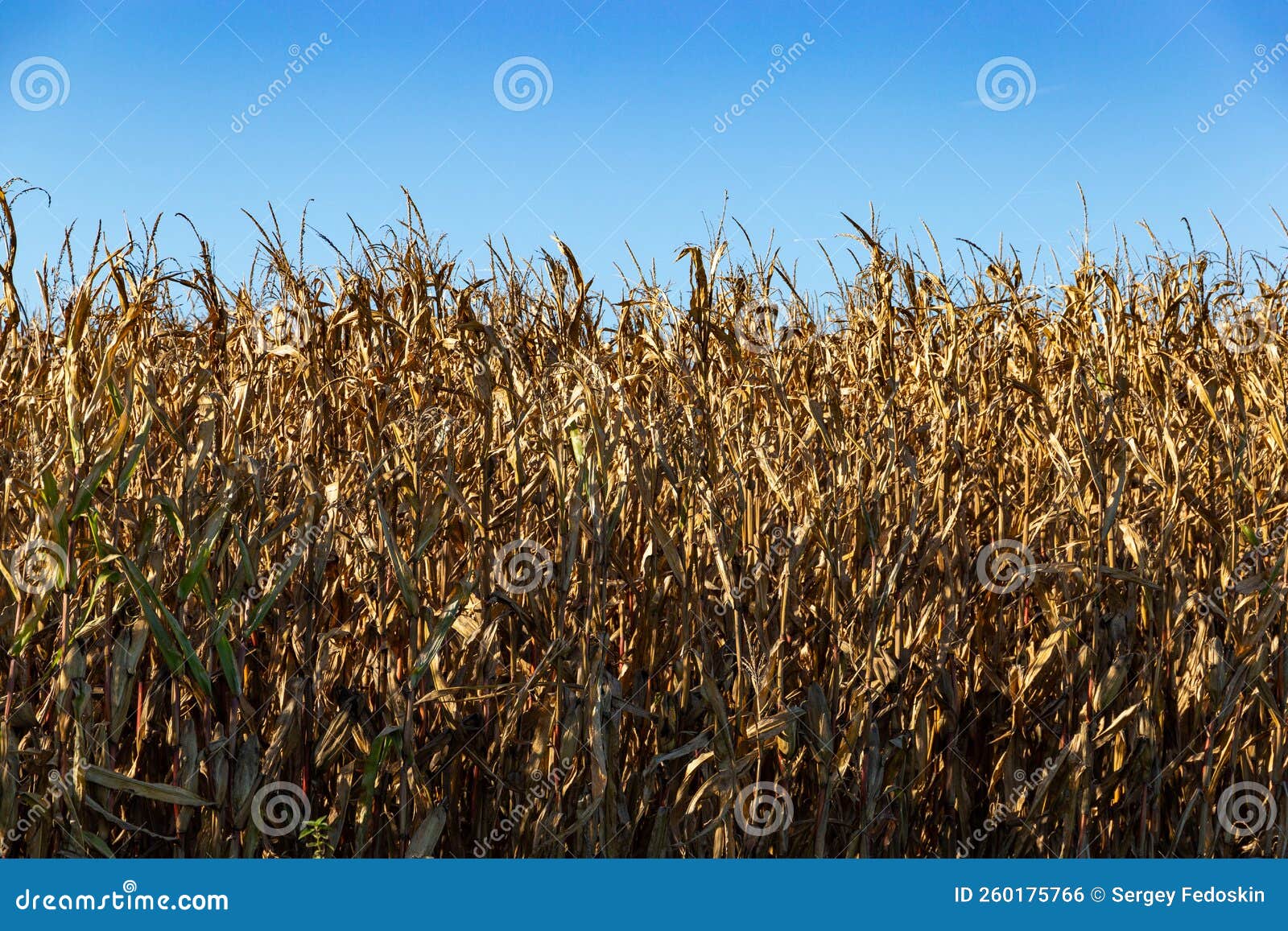 Dried Corn Maize Field, Blue Sky Stock Photo - Image of agricultural ...