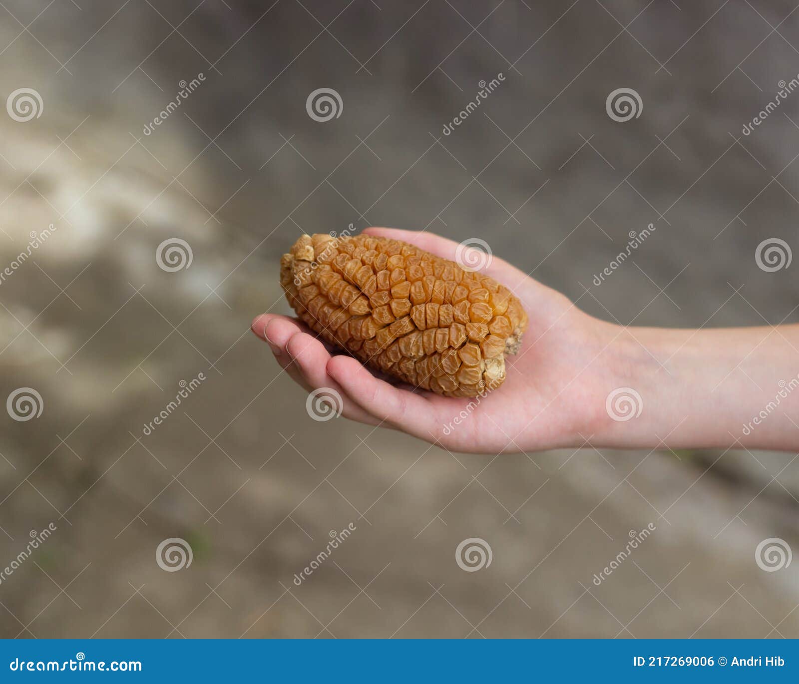 Dried corn on the palm. stock photo. Image of agronomist - 217269006