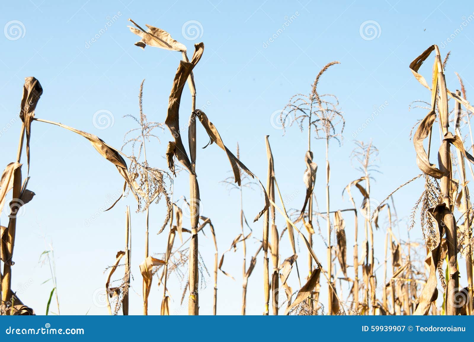 Dried corn plants stock image. Image of ground, heat - 59939907
