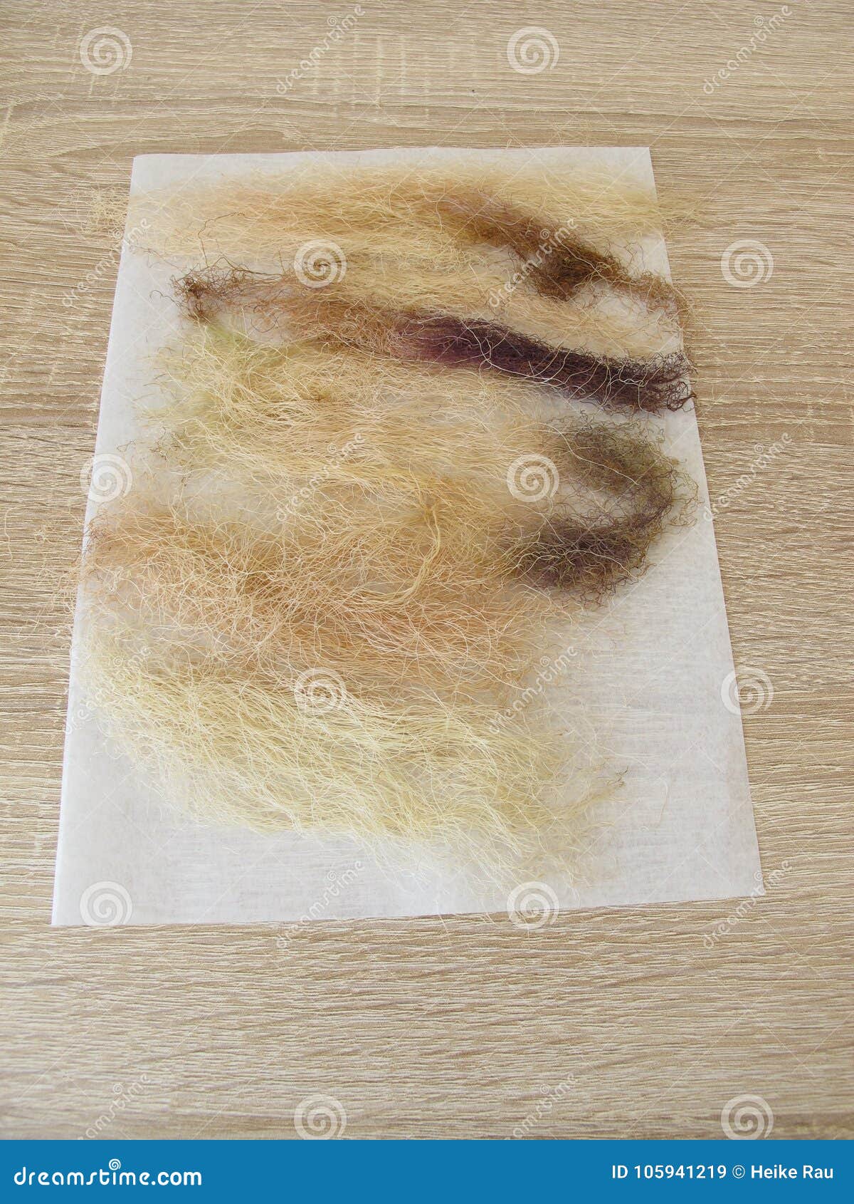 Dried Corn Silk, Maydis Stigma Stock Image - Image of thread, corn ...