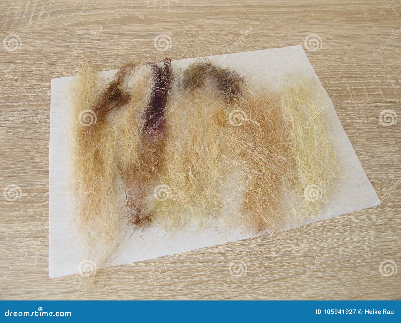 Dried Corn Silk, Maydis Stigma Stock Image - Image of fiber, medicine ...