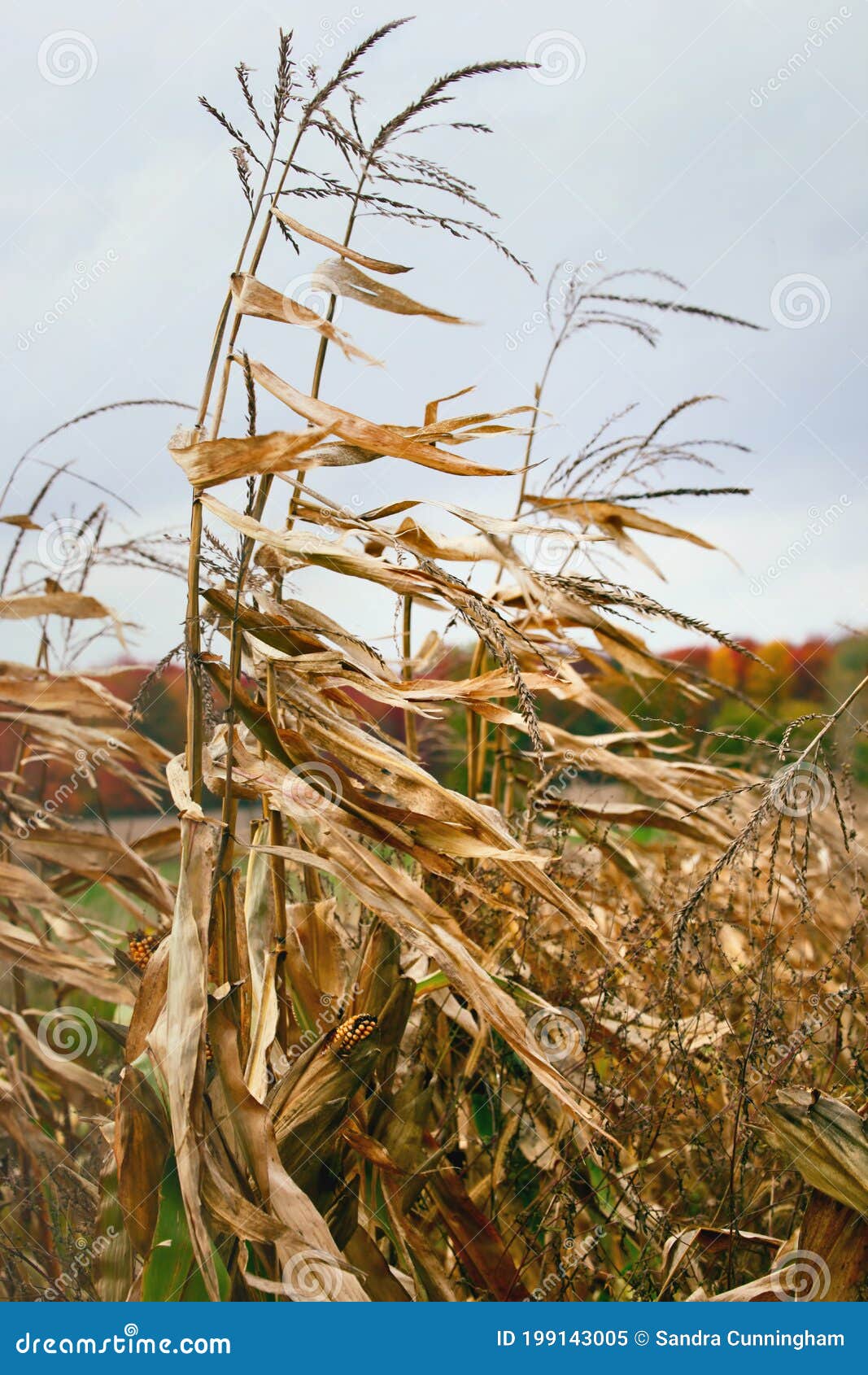 Dried Corn Stalks in Autumn Stock Image - Image of stalk, corn: 199143005