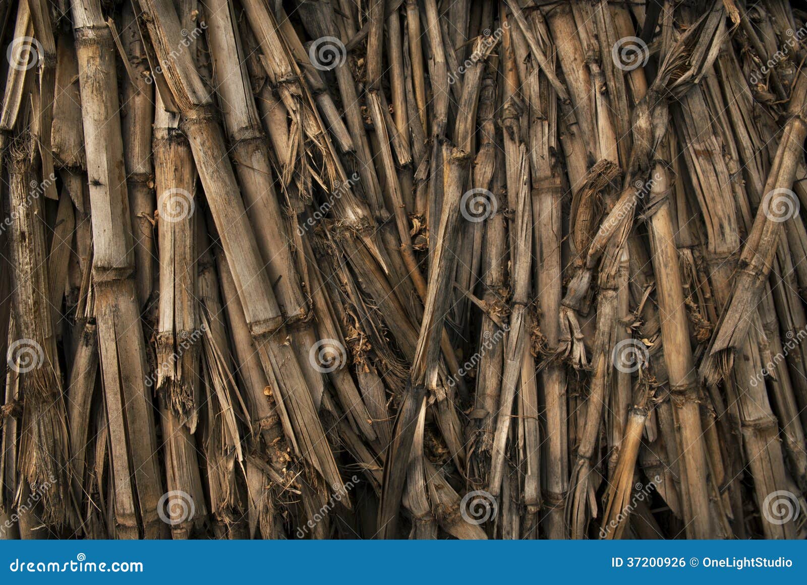 Dried Corn Stalks - Background Texture Stock Photo - Image of autumn ...