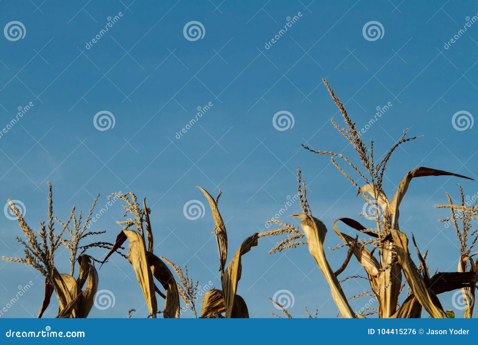 Dried Corn Stalks with Copy Space Stock Photo - Image of copy, field ...