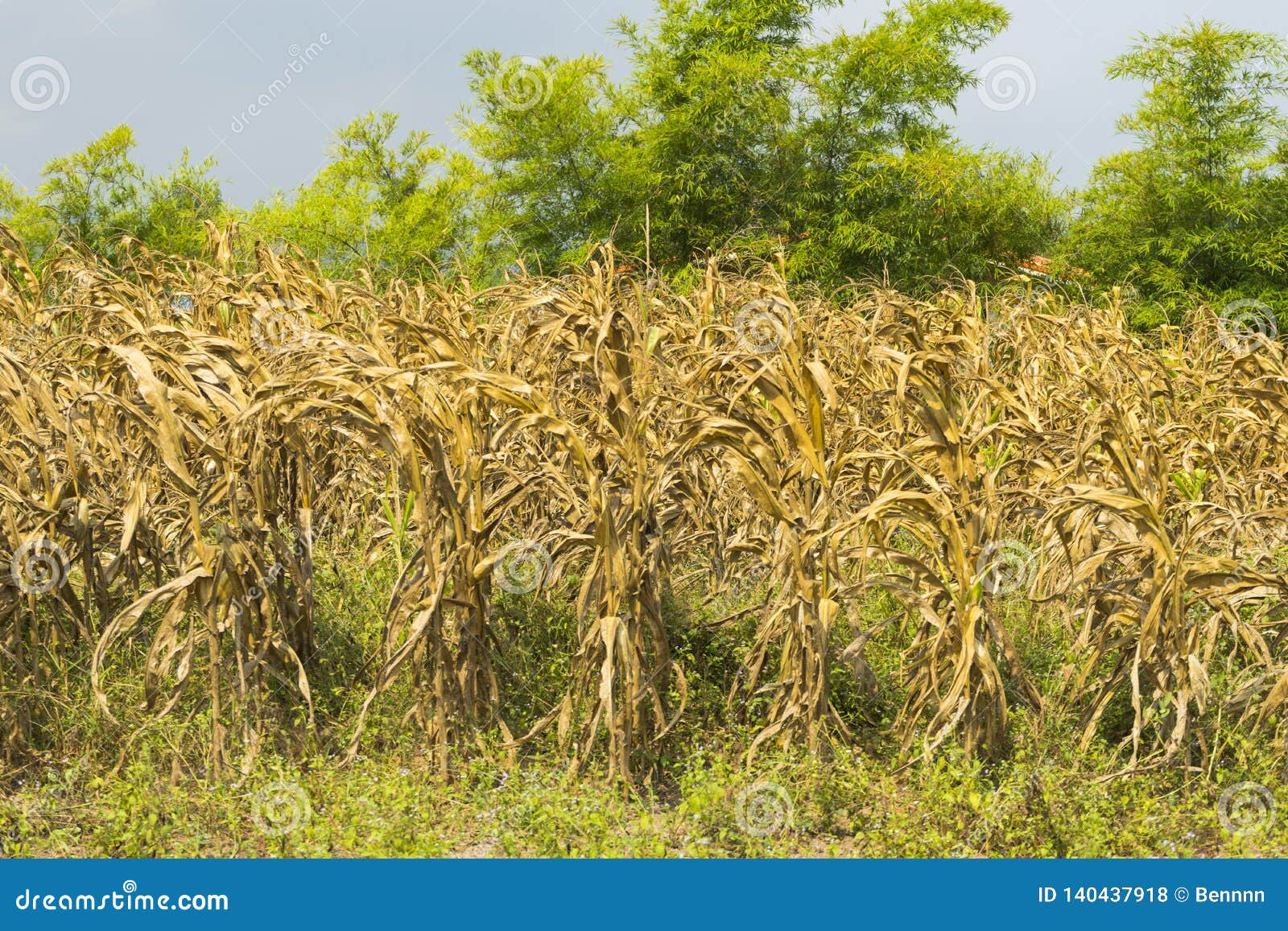 Dried Corn Stalks in a Field Stock Photo - Image of yellow, rural ...