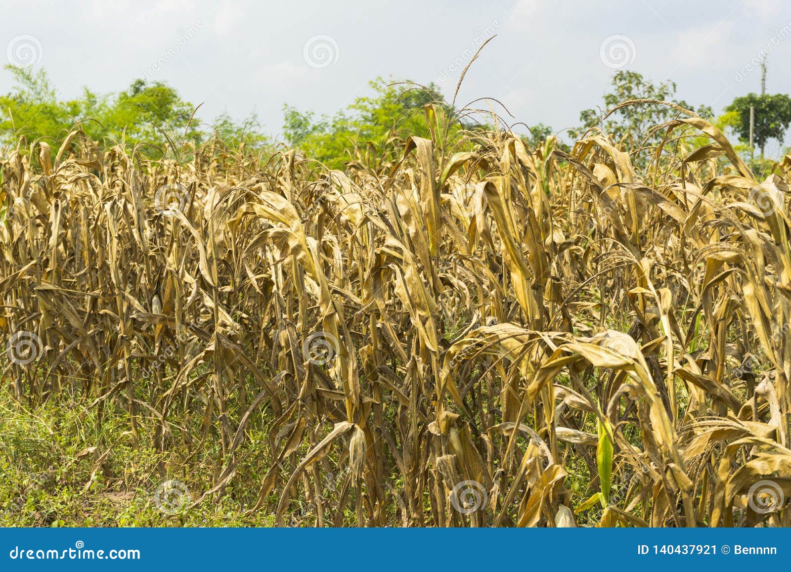 Dried Corn Stalks in a Field Stock Image - Image of agriculture, autumn ...