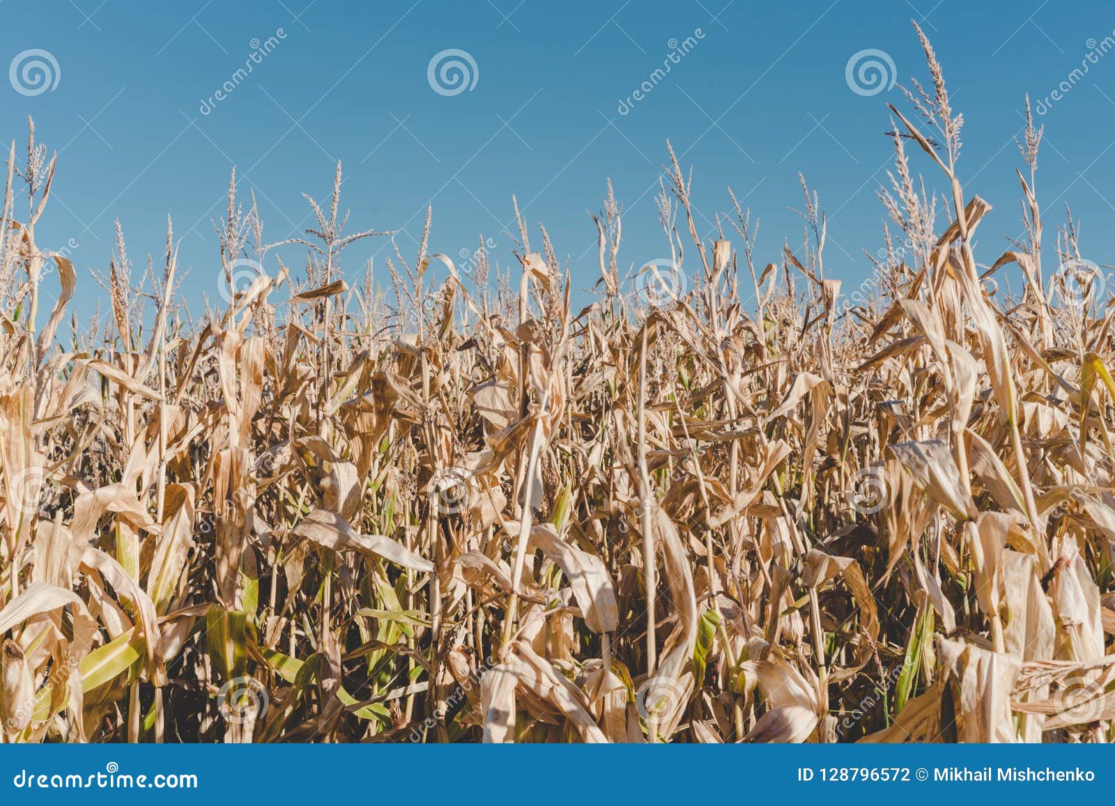 Dried Corn Stalks in a Corn Field Stock Photo - Image of field, straw ...