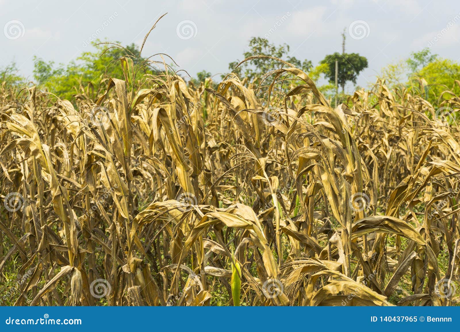 Dried Corn Stalks in a Field Stock Image - Image of fall, corn: 140437965