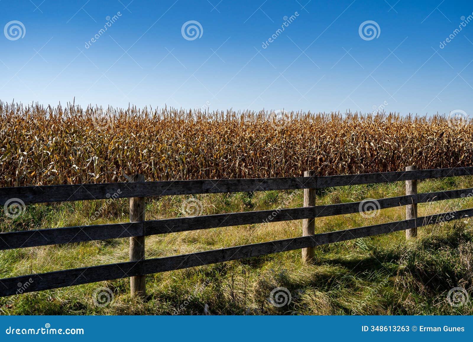Dried Corn Stalks in a Field at the End of a Summer Stock Image - Image ...