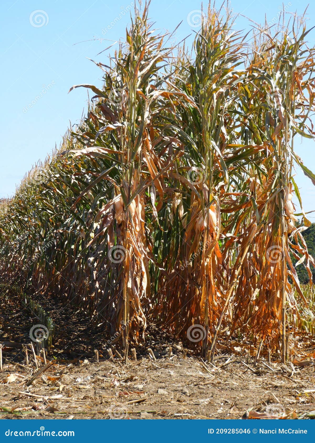 Dried Corn Stalks Stand in Field during Antique Corn Harvest Stock ...