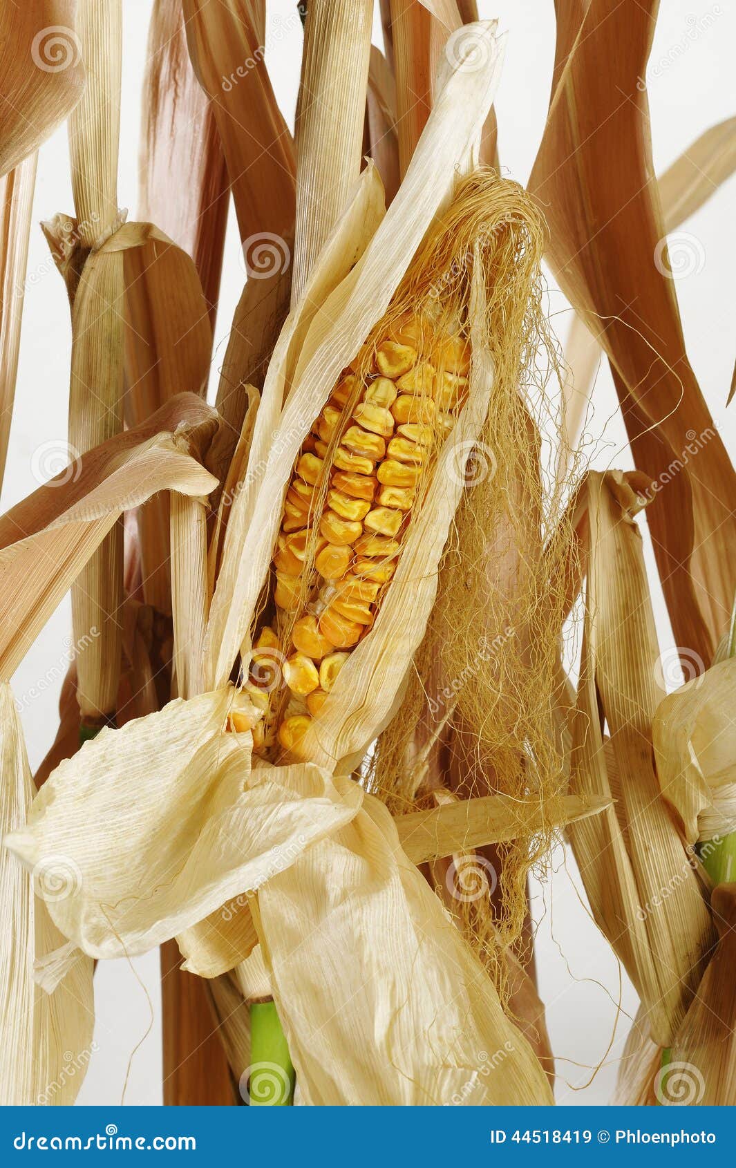 Dried corn and stalks stock image. Image of leaf, vegetable - 44518419