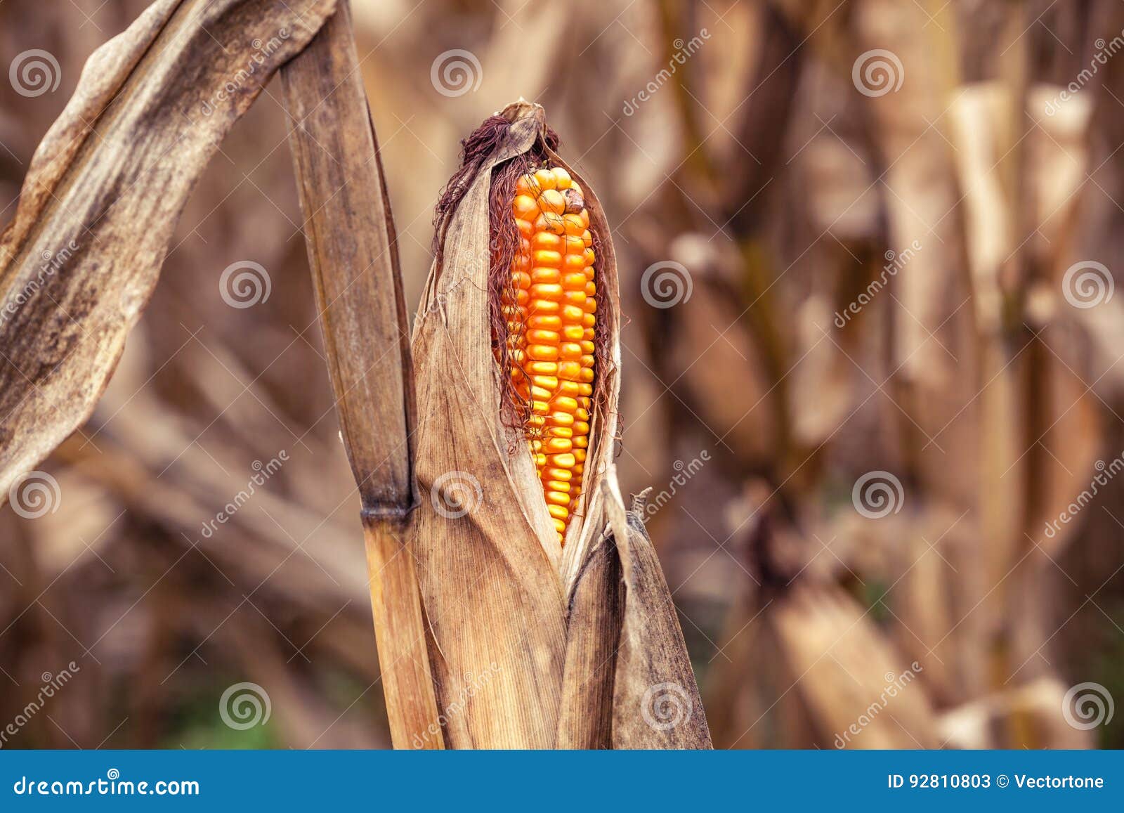 Dried Corn in Stem with Dead Corn Field on Background. Stock Image ...