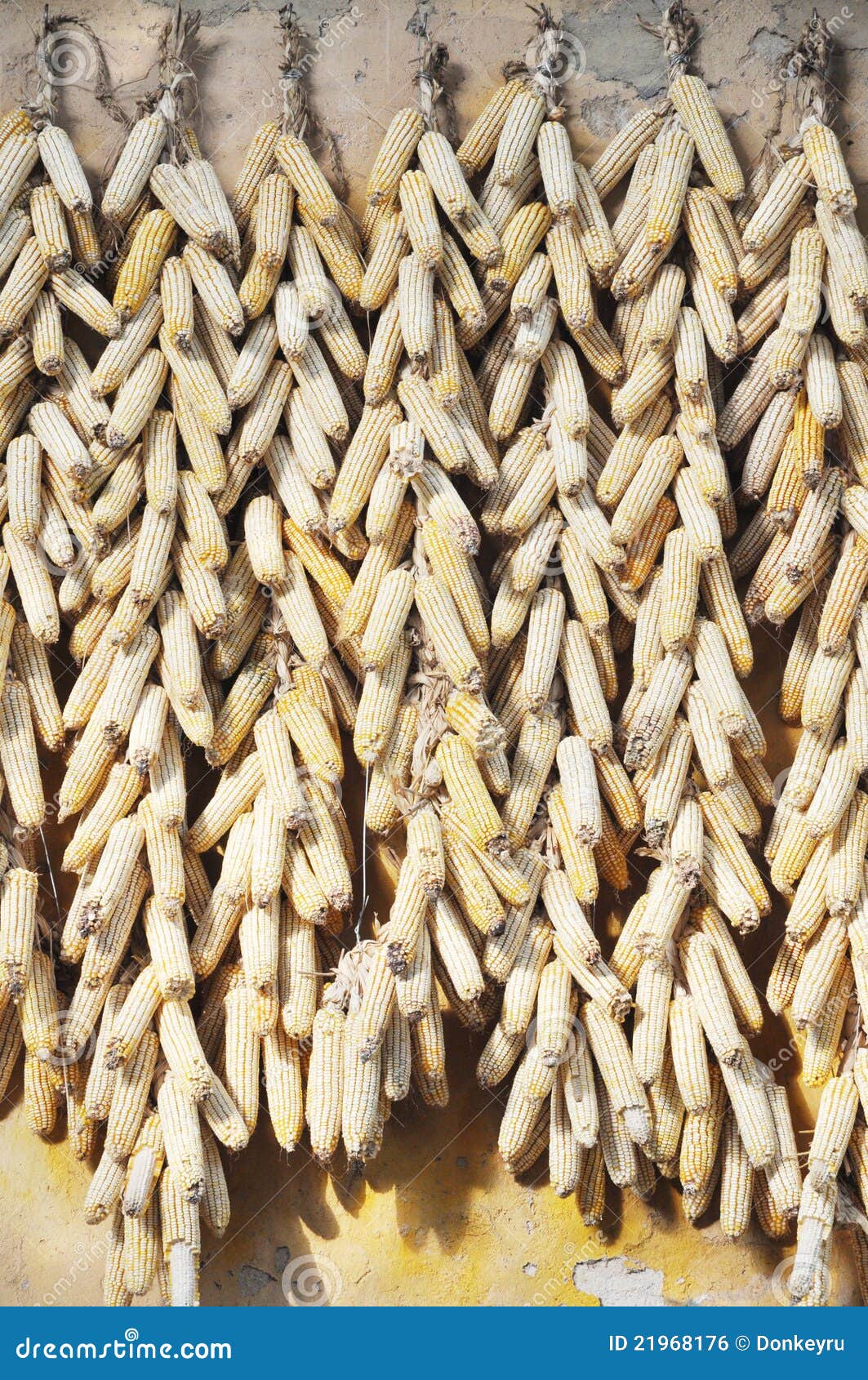 Dried corn strings stock photo. Image of ripe, foodstuff - 21968176