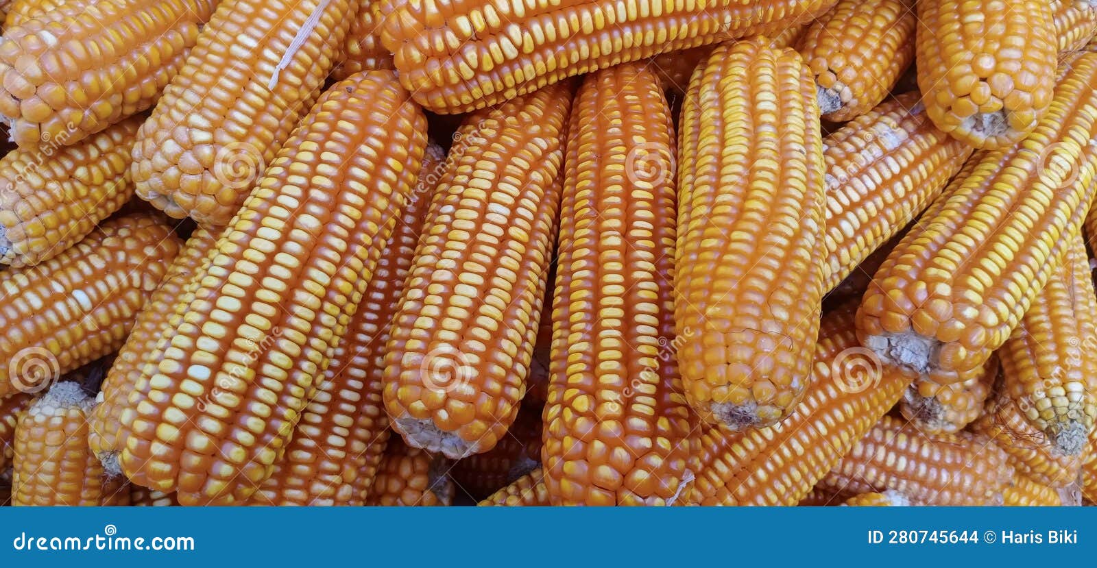 Dried corn in the sun stock photo. Image of vegetable - 280745644