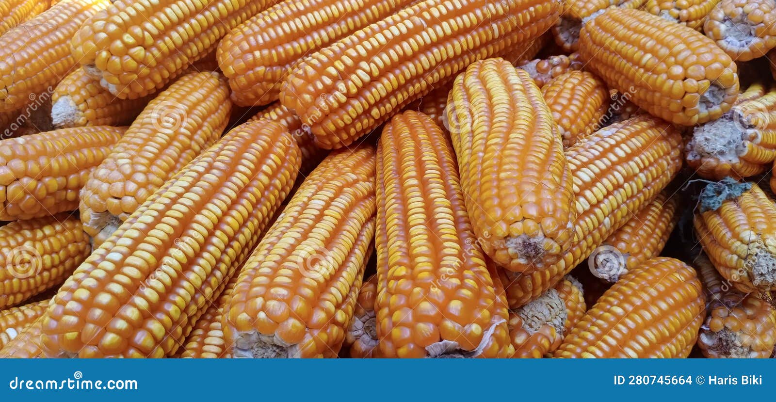 Dried corn in the sun stock photo. Image of meat, produce - 280745664