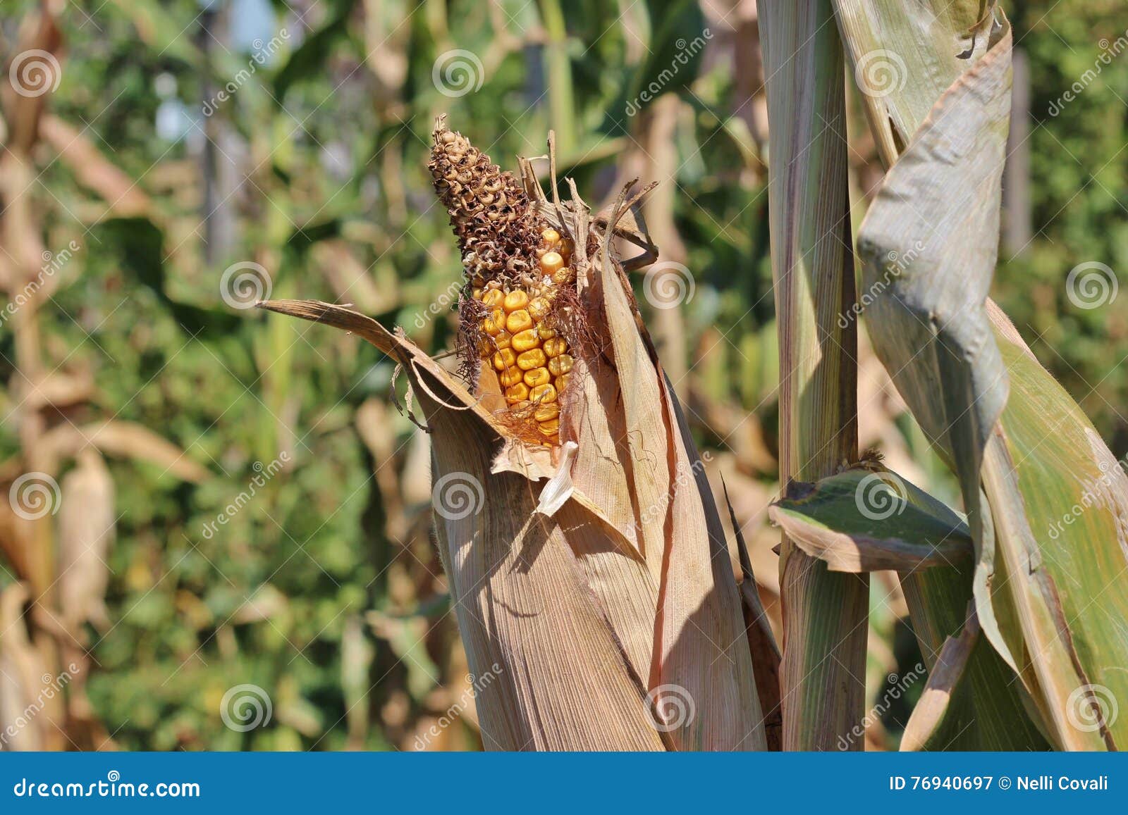 Dried corn stock image. Image of natural, corn, plant - 76940697