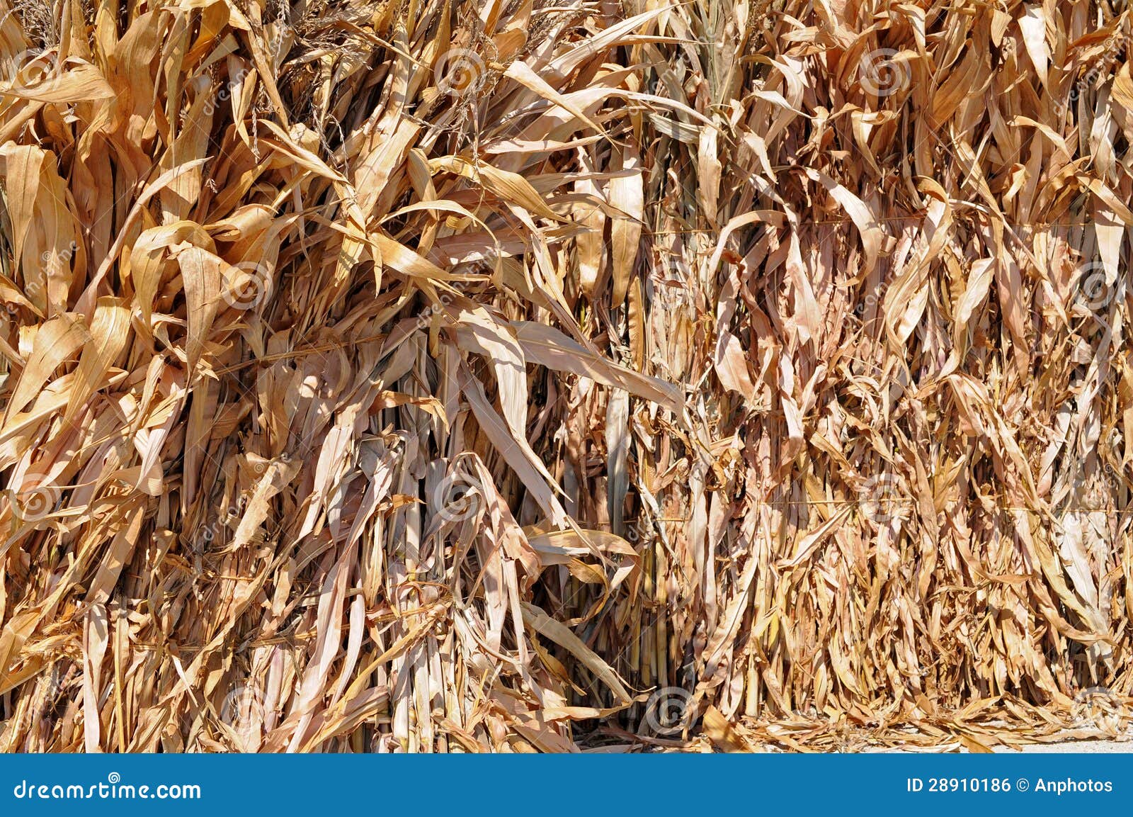 Dried corn tree stock photo. Image of stand, green, outdoor - 28910186