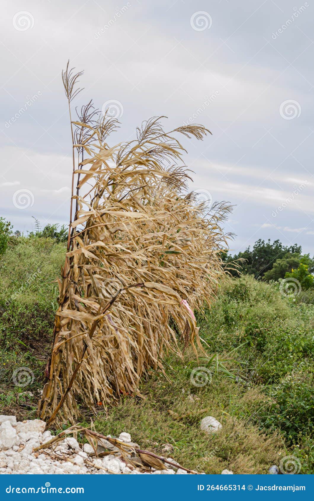 Dried Corn Trees stock photo. Image of mature, plant - 264665314