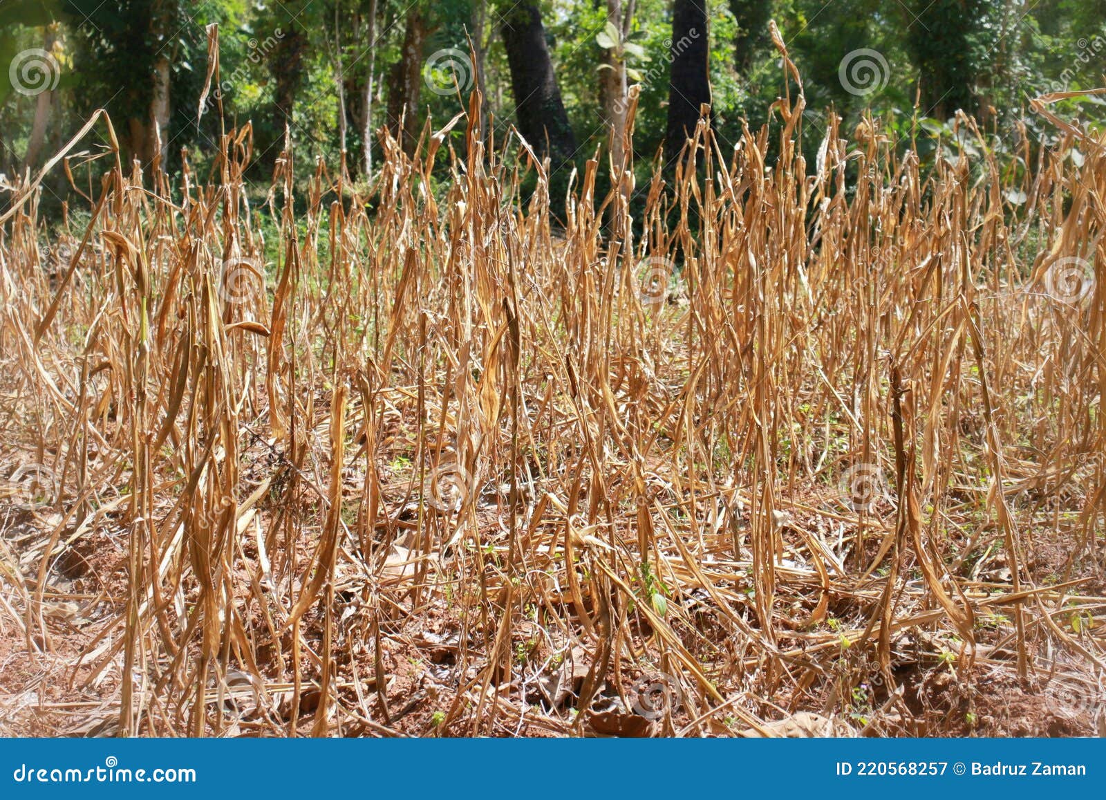 Dried Corn Trees stock image. Image of agriculture, soil - 220568257