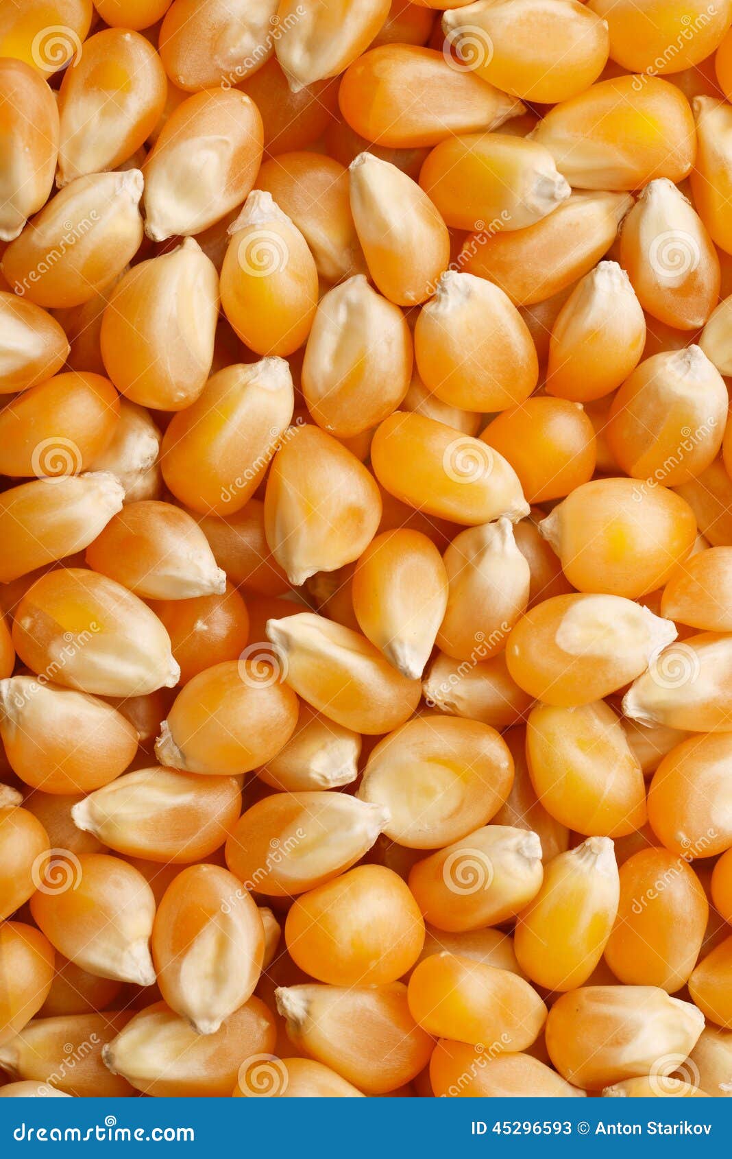 Dried Corn Seed Royalty-Free Stock Photography | CartoonDealer.com ...