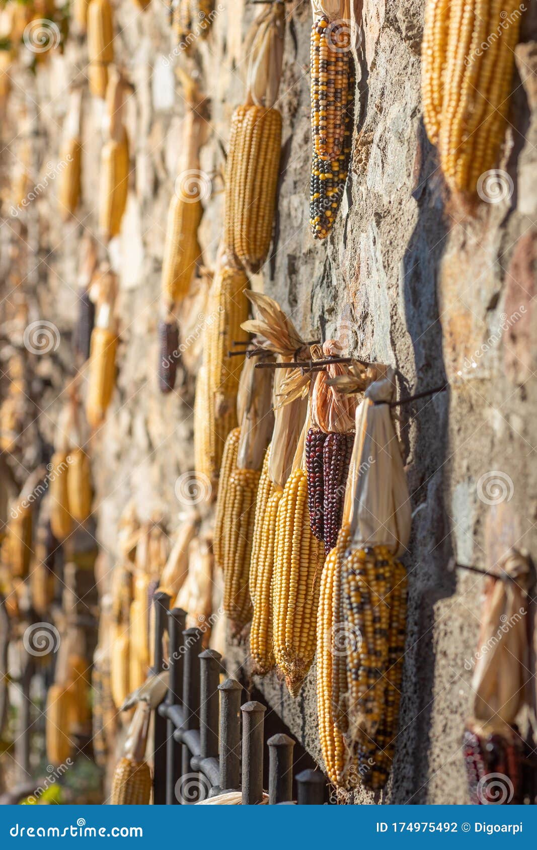 Dried corn on the wall stock photo. Image of farming - 174975492