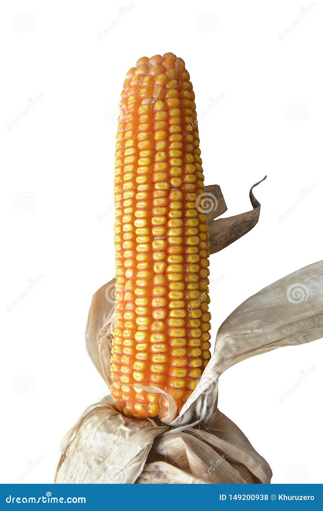 Dried corn stock photo. Image of grain, healthy, leaf - 149200938