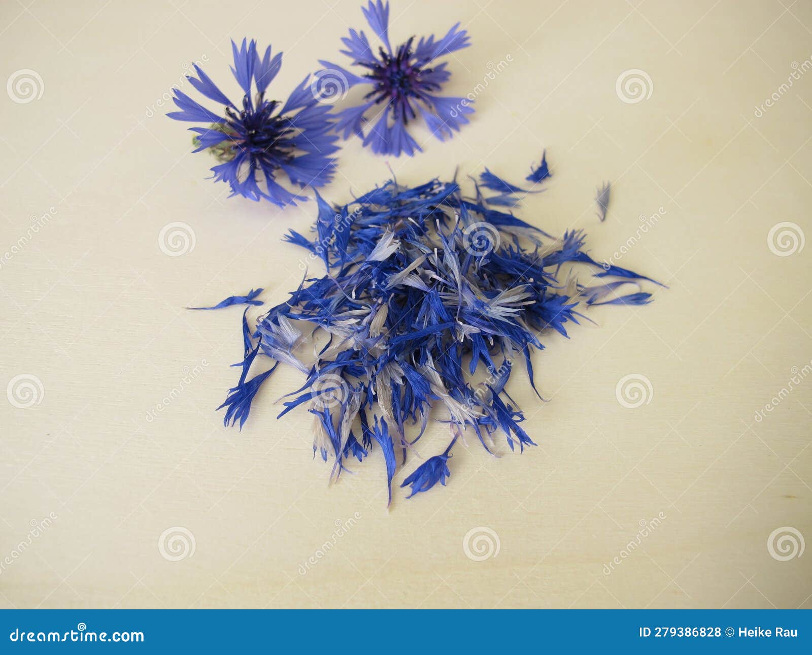 Dried Cornflower Flower Petals Stock Photo - Image of pigment, blossom ...