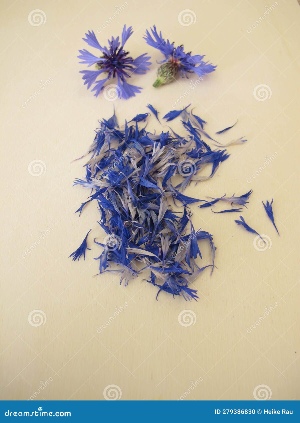 Dried Cornflower Flower Petals Stock Photo - Image of flower, weed ...