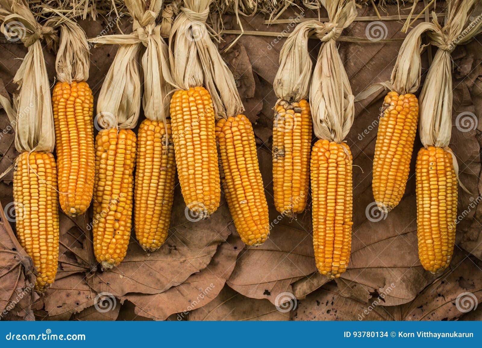 Dried corns or maize stock photo. Image of nature, dried - 93780134