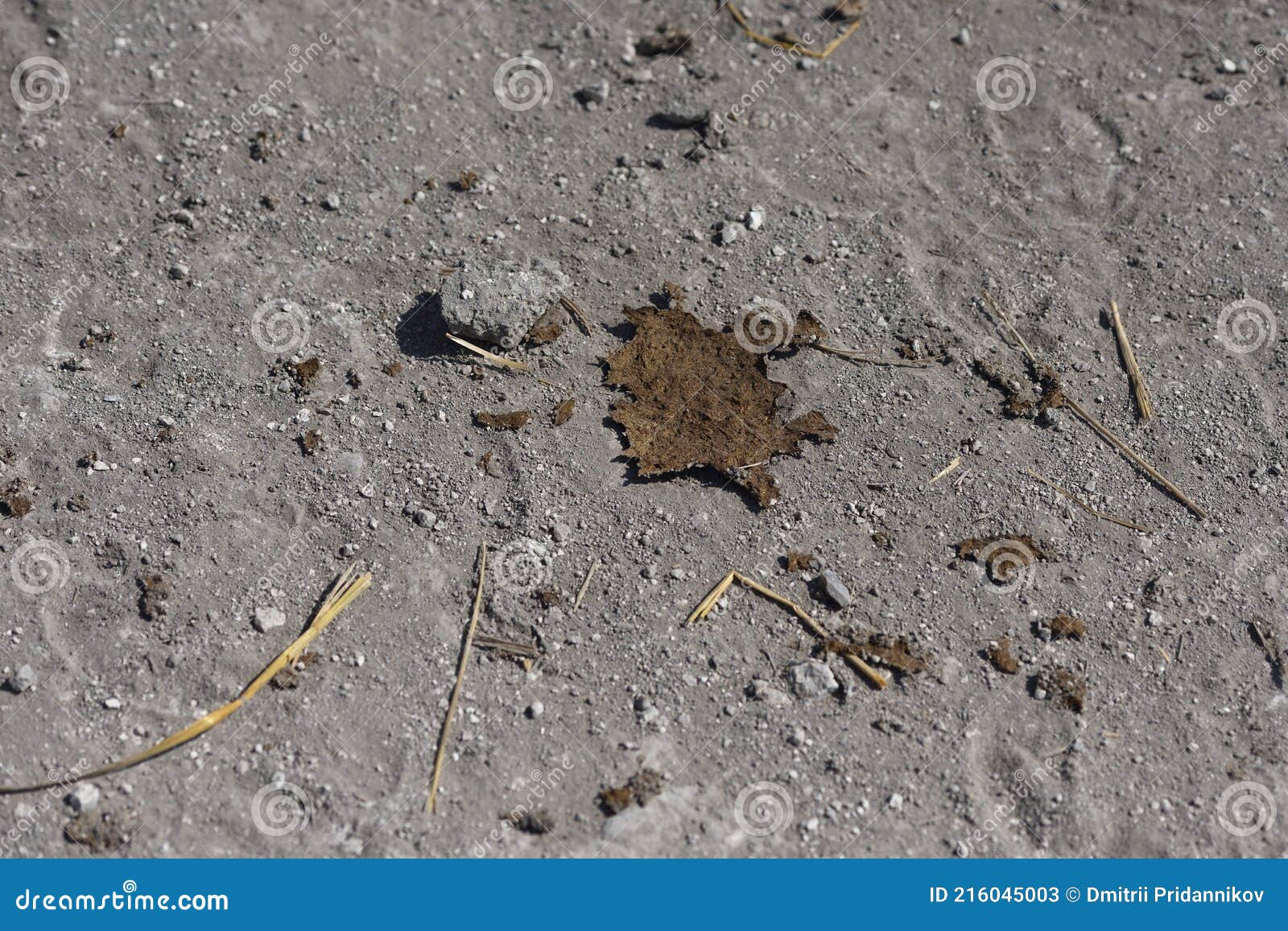 Dried Cow Droppings on Dry and Dusty Ground. Close-up Stock Image ...