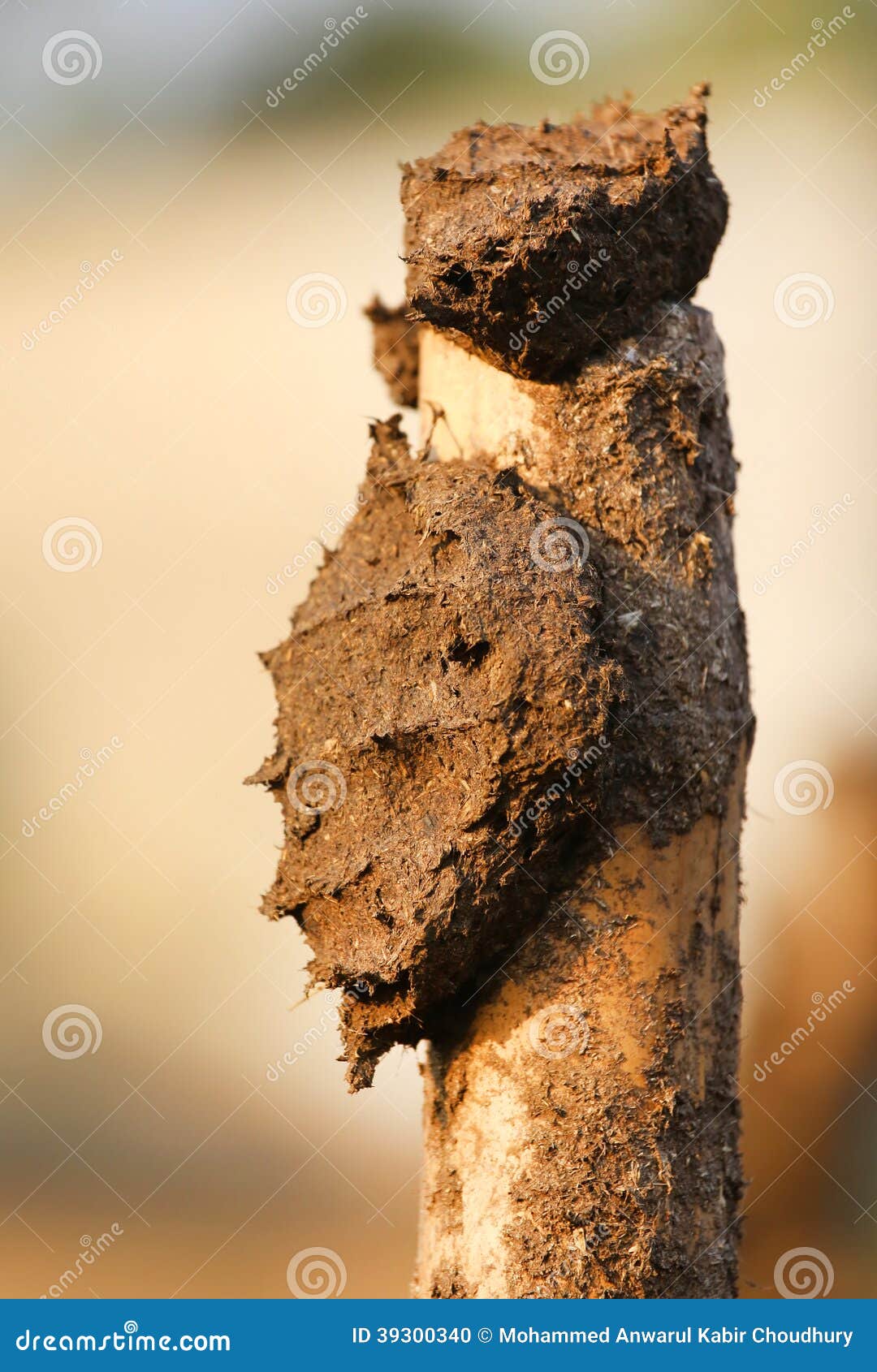 Dried cow dung stock photo. Image of animal, background - 39300340