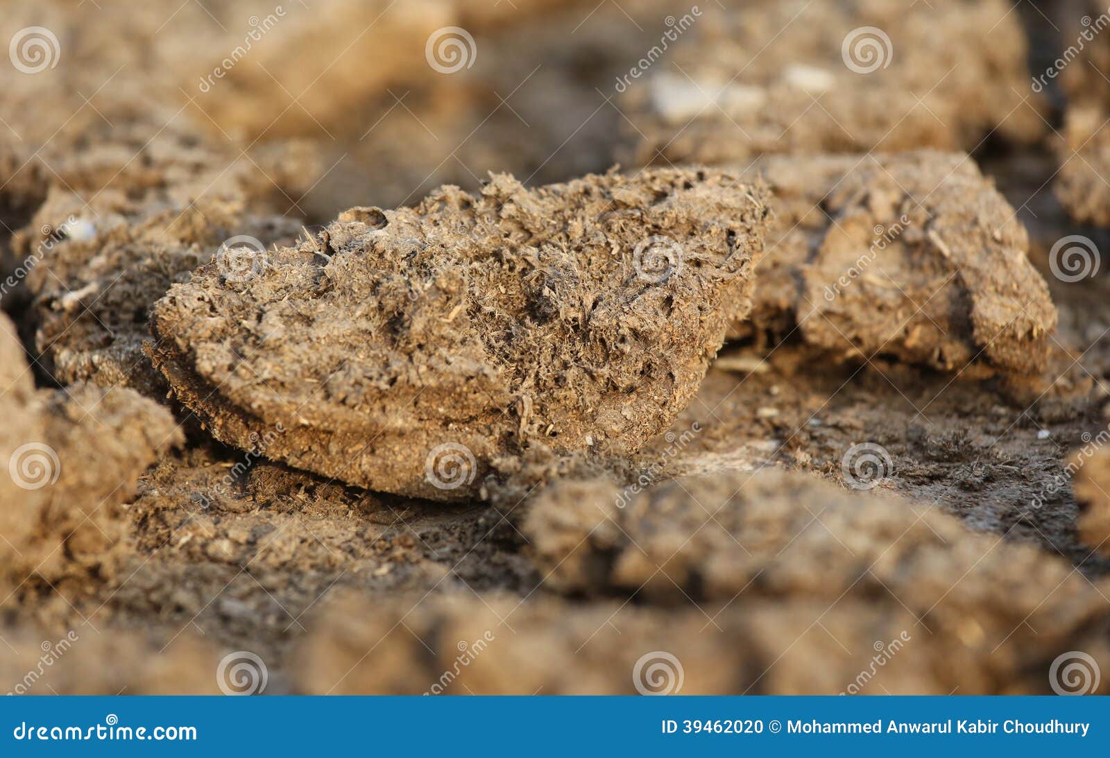 Dried cow dung stock photo. Image of natural, cheap, dung - 39462020
