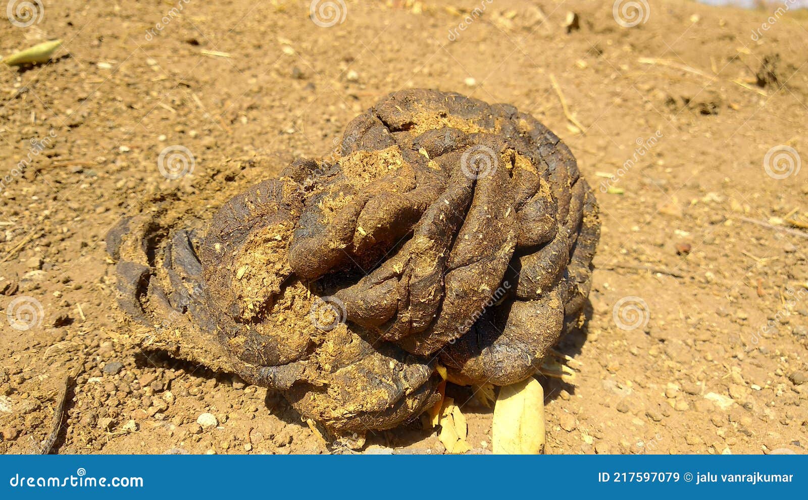Dried Cow Dung Close-up Image Stock Image - Image of rock, turtle ...