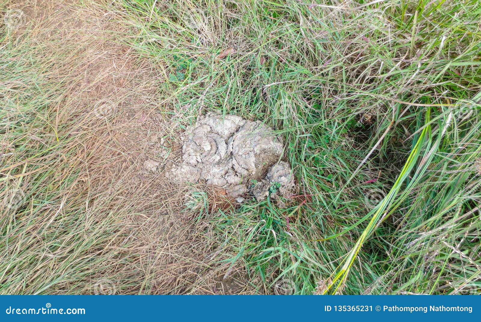 Dried Cow Dung on the Grass Stock Image - Image of dried, green: 135365231